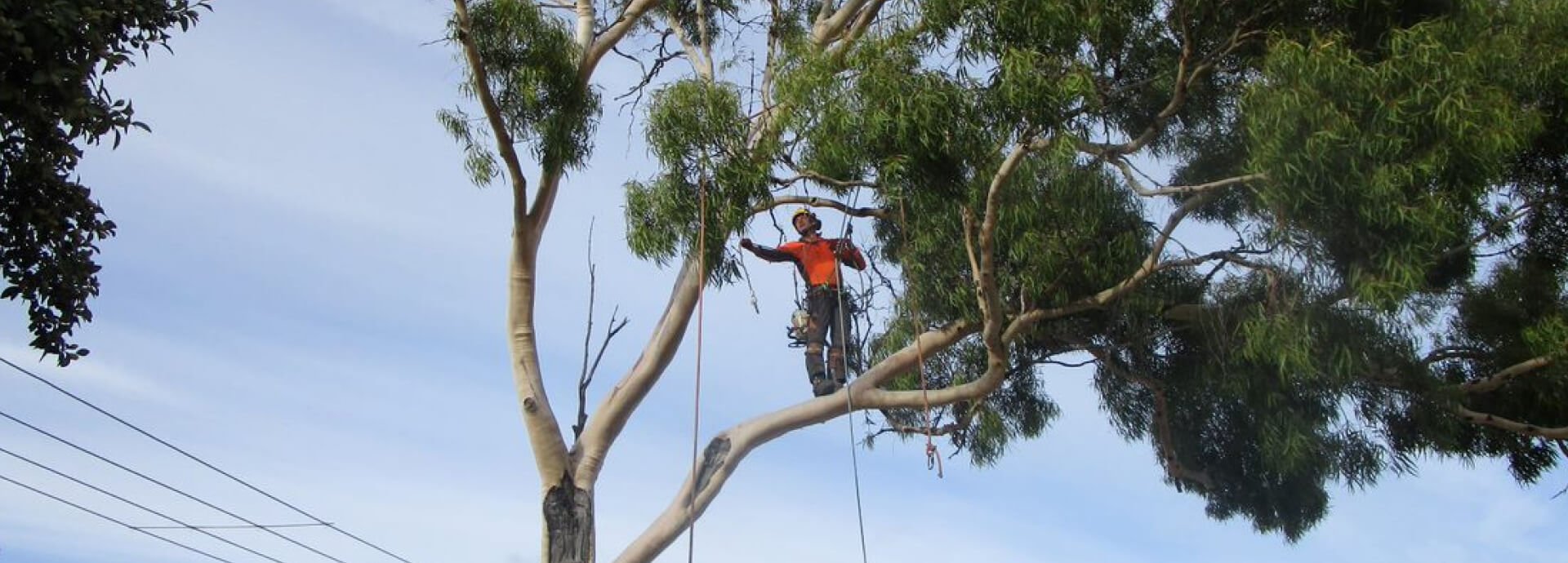 How To Recognise Tree Hazards – A Complete Guide